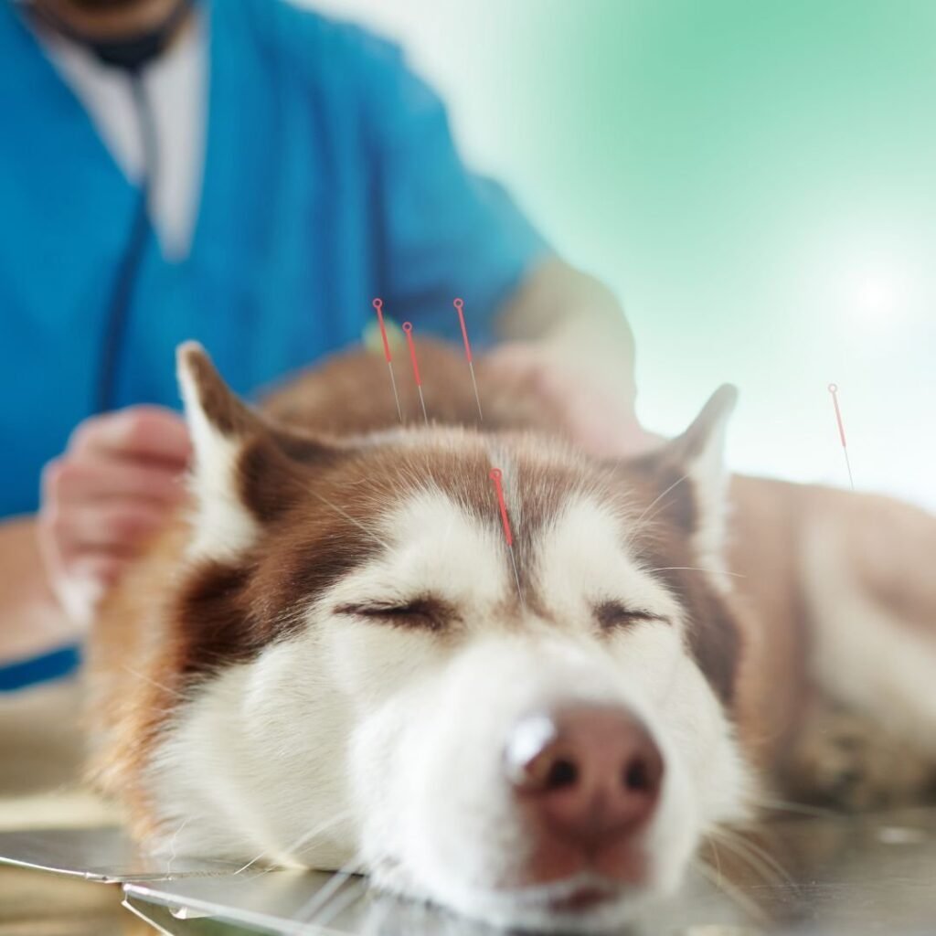 Acupuncture-EN – academietherapie.com